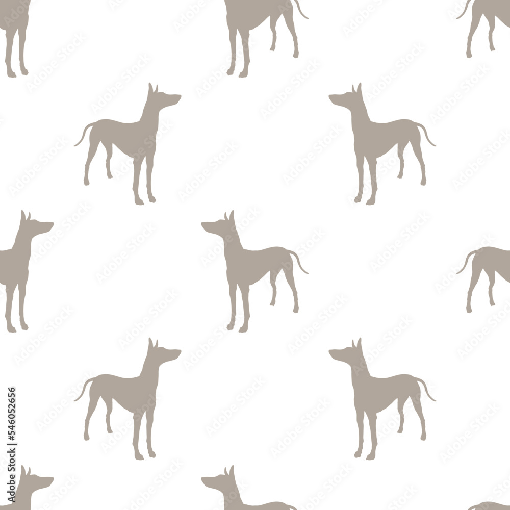 Standing pharaoh hound isolated on white background. Seamless pattern ...