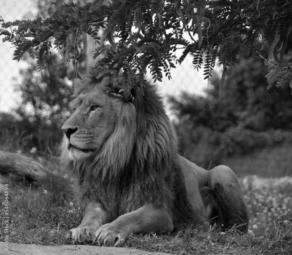 Male lion: Highly distinctive, the male lion is easily recognized by ...