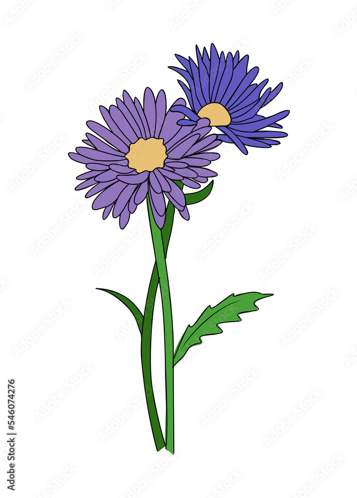 Aster - September birth month flower colorful illustration. Hand drawn ...