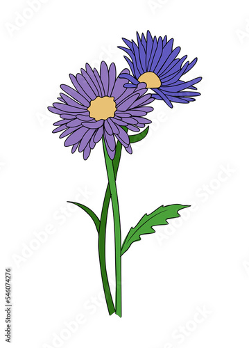 Indian Aster Flower Drawing