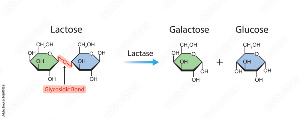 Lactase Enzyme