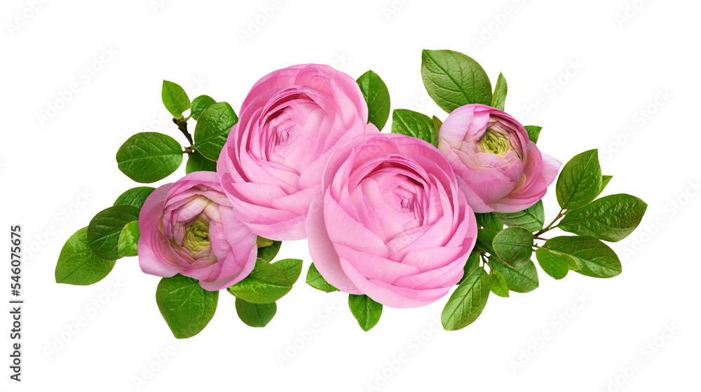 Pink ranunculus flowers and green leaves in a floral arrangement ...