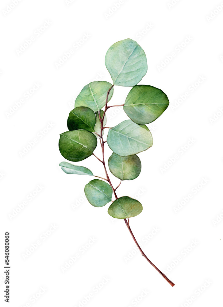 Eucalyptus branch illustrations watercolor, PNG illustration ...