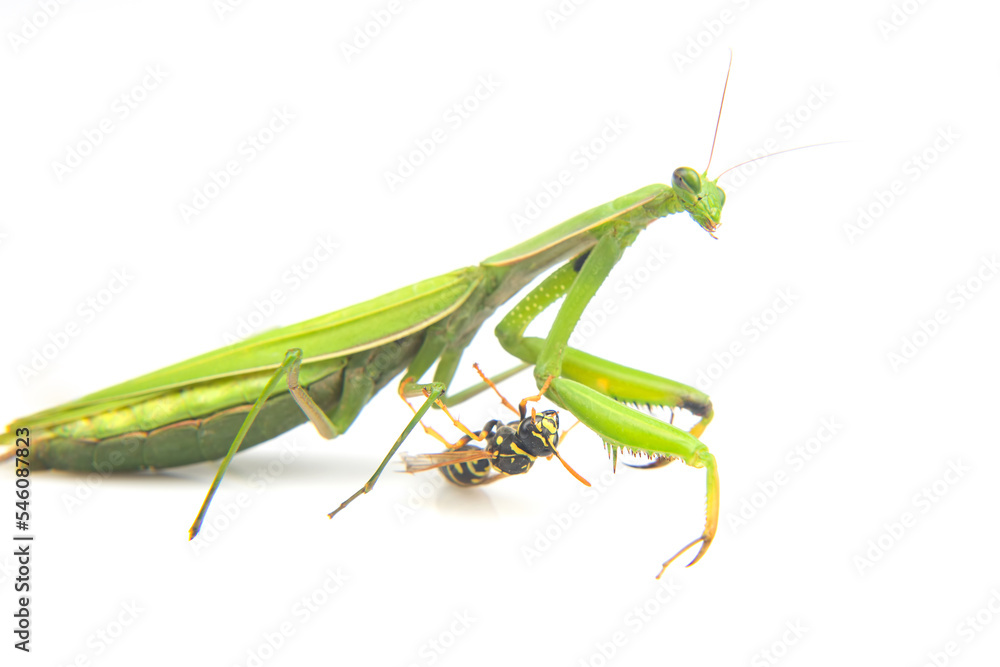 praying mantis is fighting a wasp close-up on a white background ...