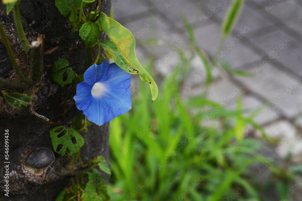 Japanese morning glory flowers. Convolvulaceae annual vine. Blooms from ...