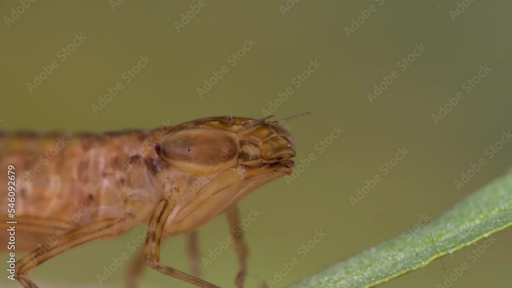 die larve einer libelle unter wasser, portrait und ganzes tier, mehrere ...