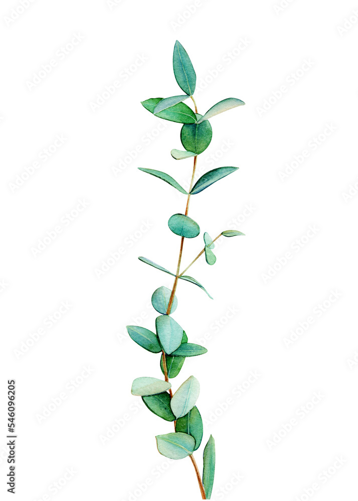 Eucalyptus on transparent background png file, Eucalyptus Watercolor ...