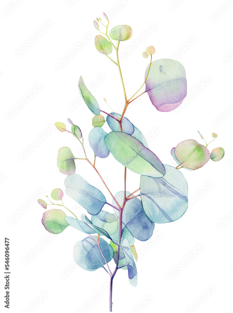 Watercolor eucalyptus on white background -Watercolor Eucalyptus ...