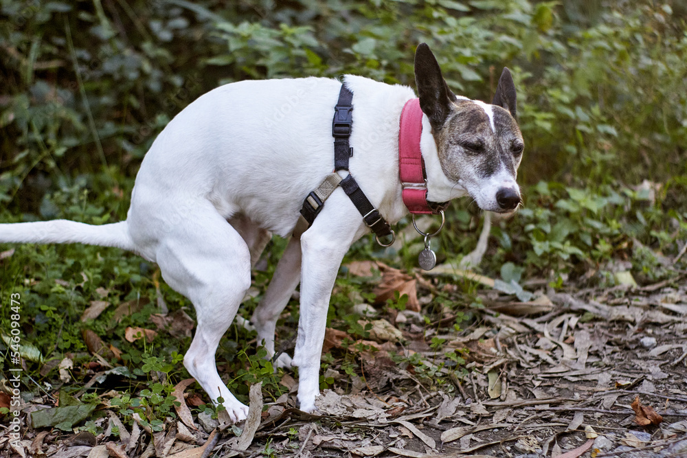 Perro cagando en el monte Stock Photo | Adobe Stock