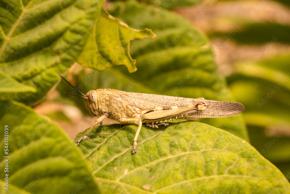 A desert locust in the wilderness of the Spanish mountains in Andalusia ...