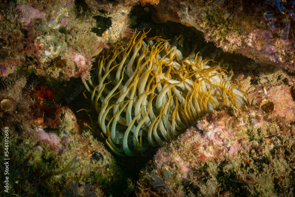 tube anemone living in the rocks observed on a scuba dive from ...
