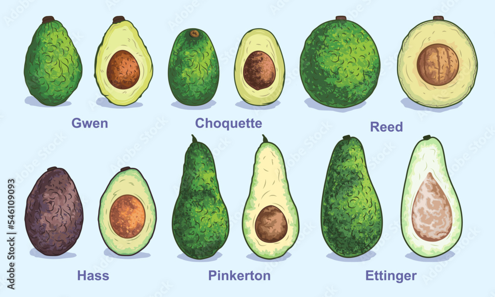 Various types of avocados. Vector illustration. Set for advertising and ...