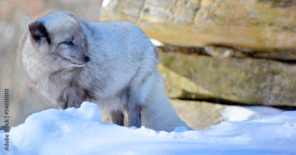 Fotografía In winter arctic fox (Vulpes lagopus), also known as the ...
