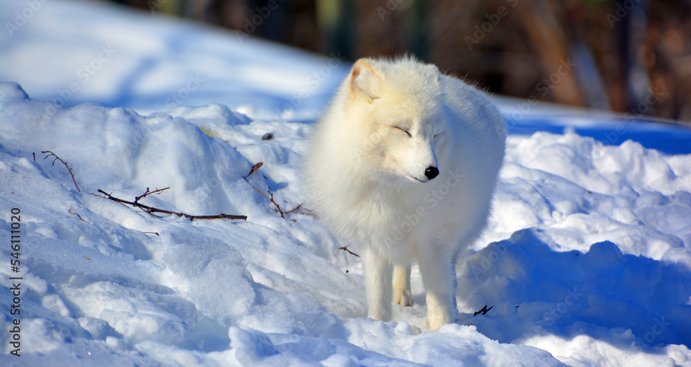 In winter arctic fox (Vulpes lagopus), also known as the white, polar ...