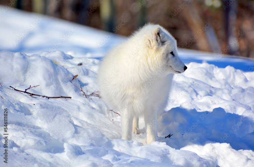 Póster In winter arctic fox (Vulpes lagopus), also known as the white ...