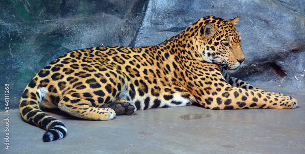Jaguar is a cat, a feline in the Panthera genus only extant Panthera ...