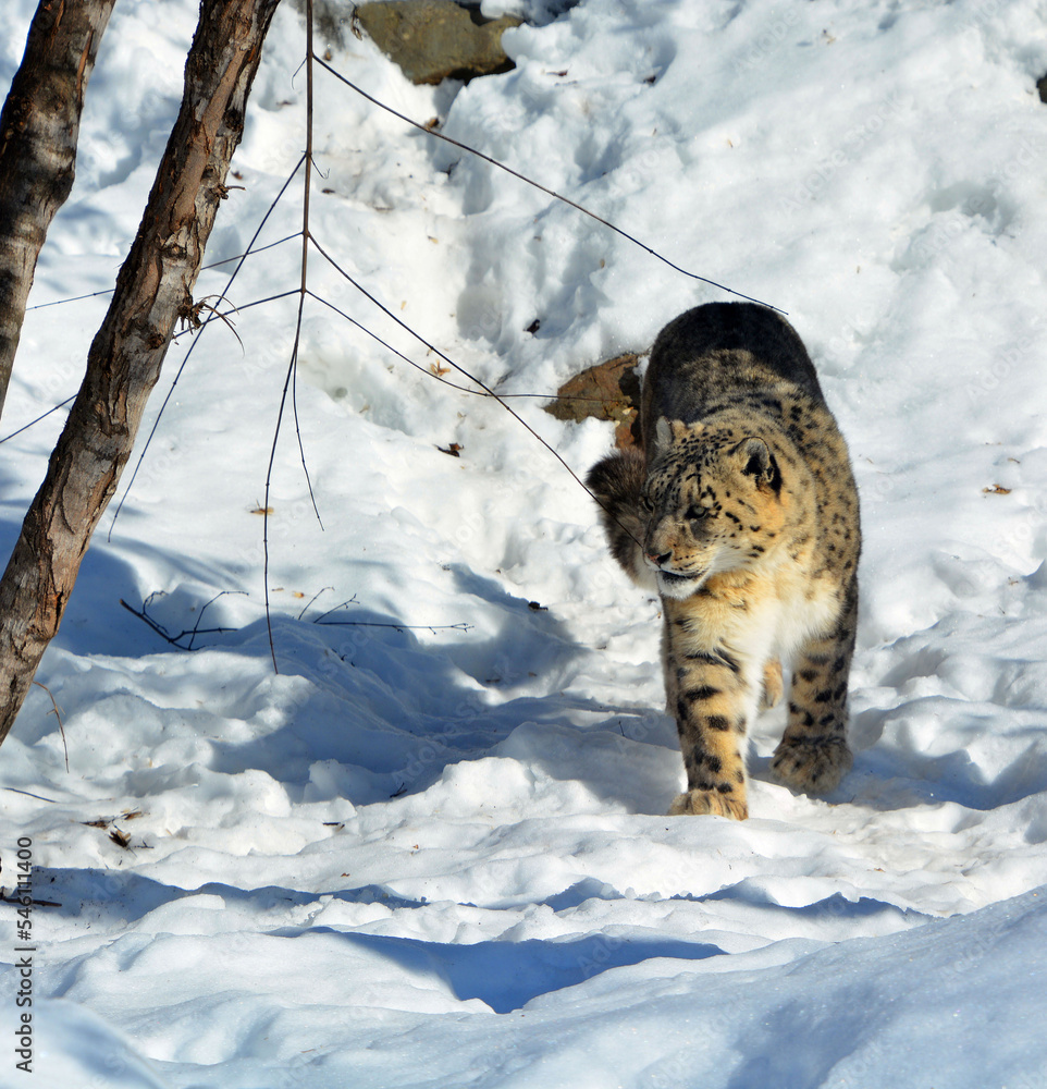 The snow leopard is a large cat native to the mountain ranges of ...