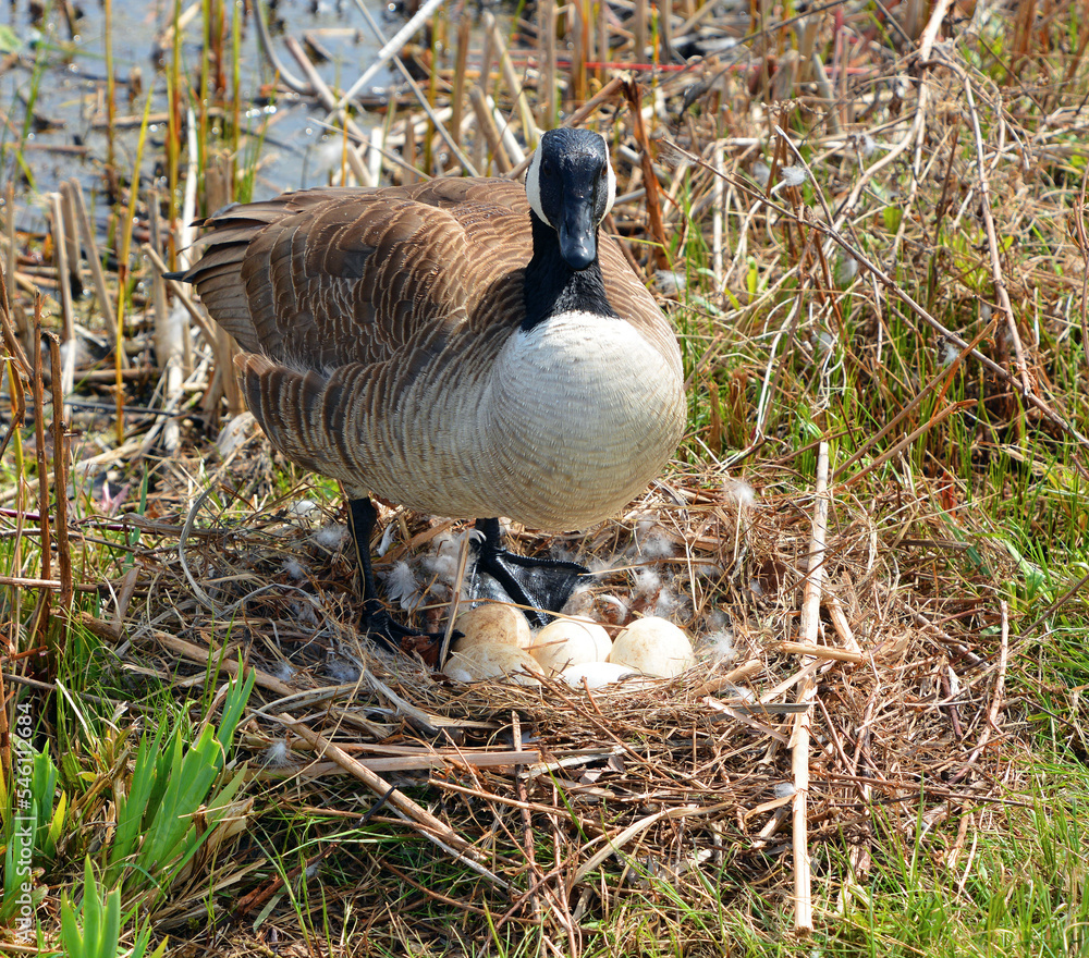 Canada goose nest and eggs is a large wild goose species with a black ...