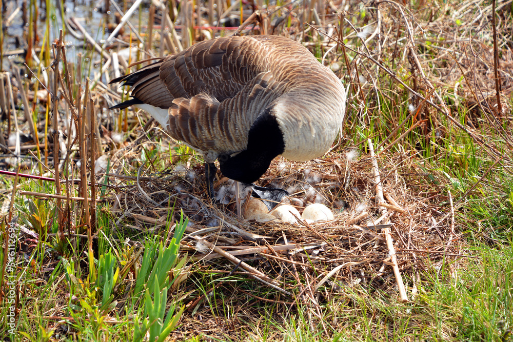 Canada goose nest and eggs is a large wild goose species with a black ...