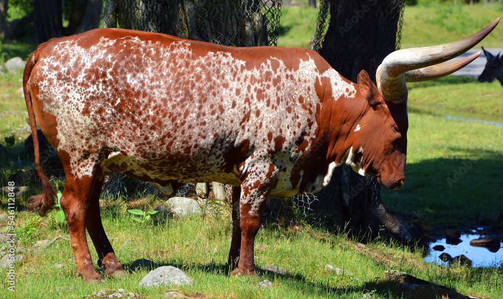 Ankole-Watusi is a modern American breed of domestic cattle. It derives ...
