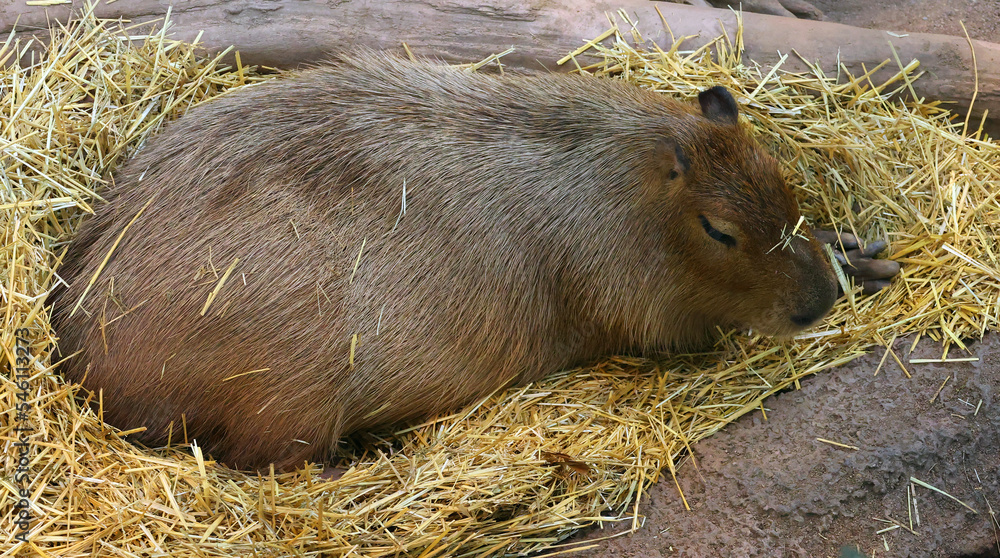 The capybara is the largest rodent in the world. Also called chiguire ...