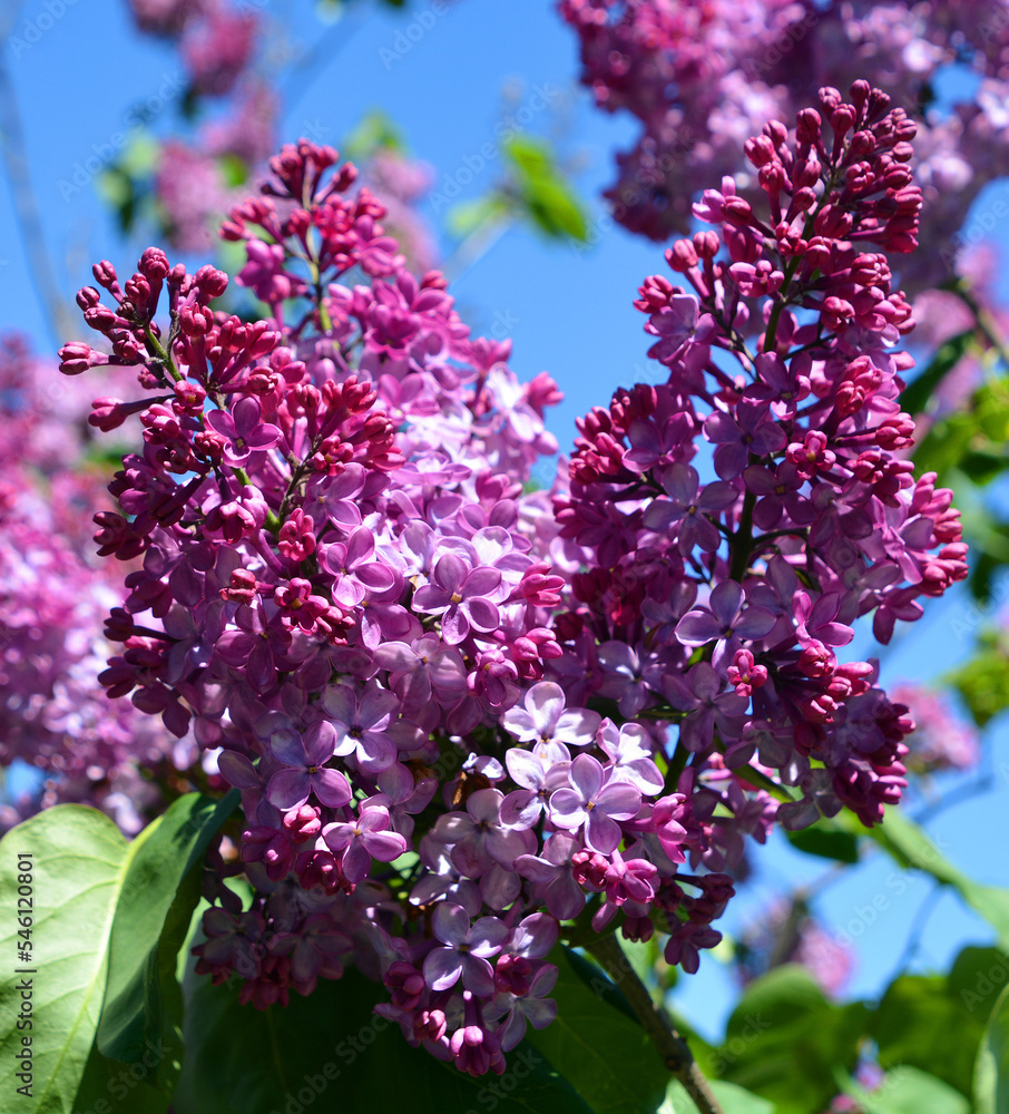 Syringa vulgaris (lilac or common lilac) is a species of flowering ...