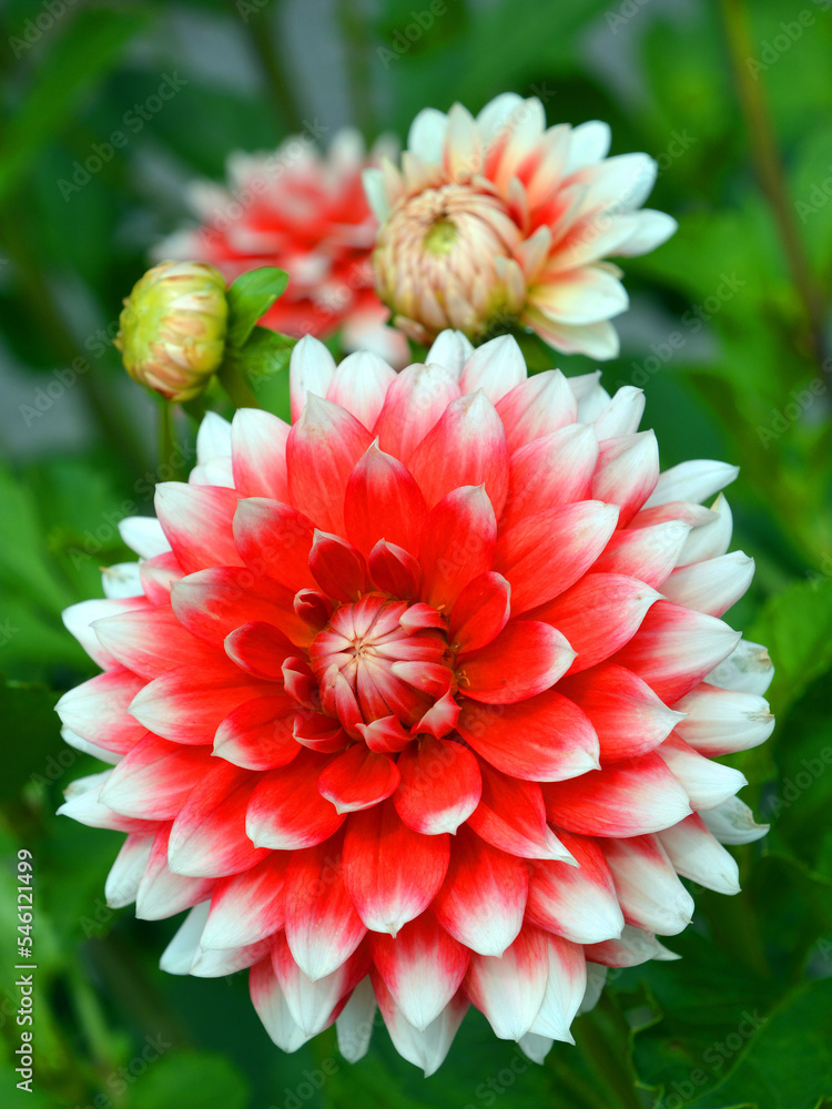 Dahlia is a genus of bushy, tuberous, perennial plants native to Mexico ...