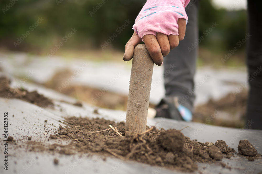 unrecognizable person's hand with wooden stake digging for chili ...