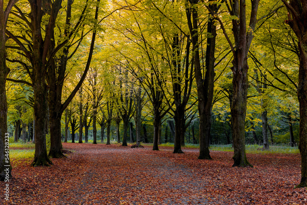 Beautiful autumn background with pathway through the wood, Yellow ...