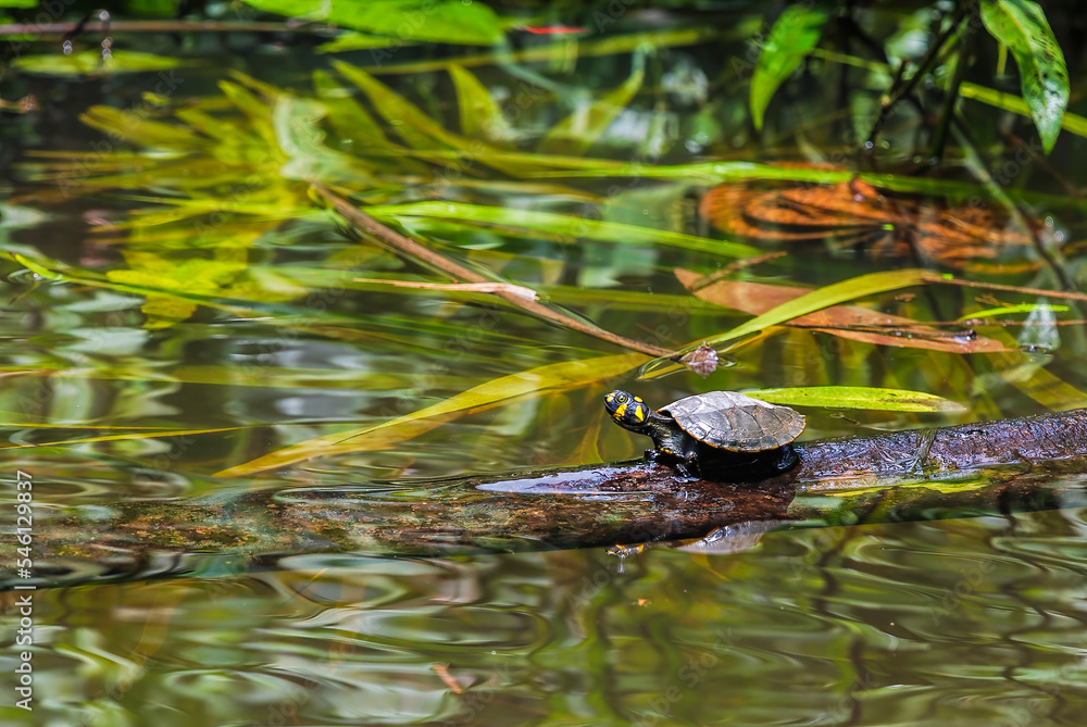 Yellow-spotted Amazon River Turtle (Podocnemis unifilis) basking along ...