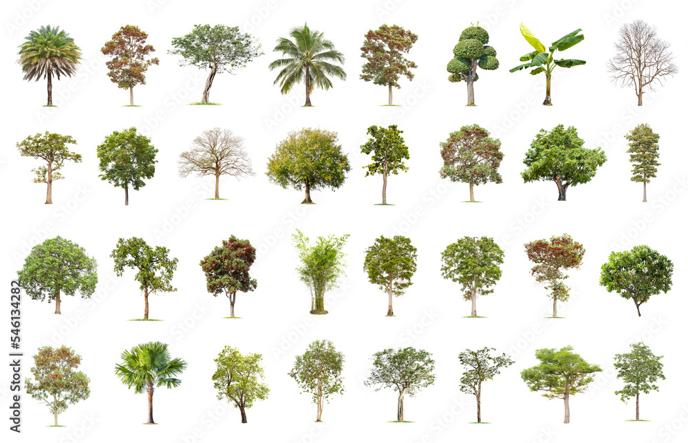 Isolated big tree on white background ,The collection of trees.Large ...