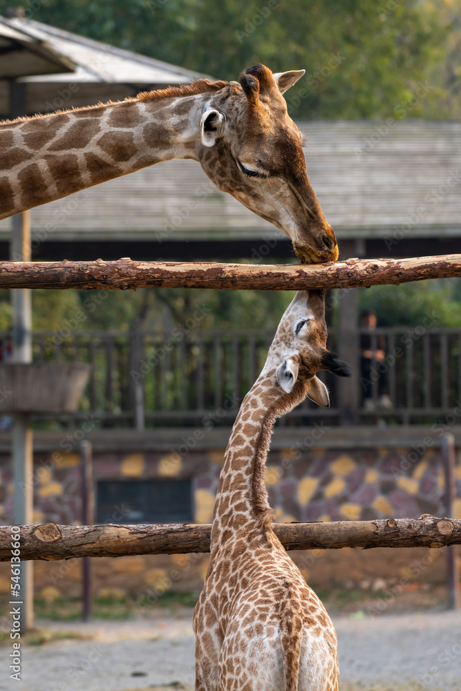 Big and small giraffes in the zoo. Giraffe is the biggest and tallest ...