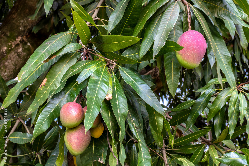 Mango Fruits are Ripening on mango tree orchard in Brazil pomar de ...