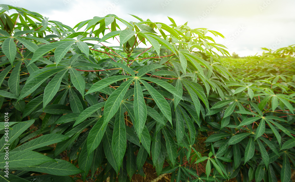 Cassava growing up plantation farming. Stock Photo | Adobe Stock