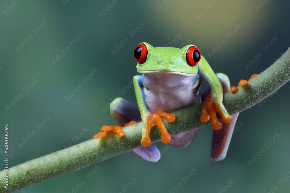 Red-eyed tree frog sitting on red flower bud, red-eyed tree frog ...
