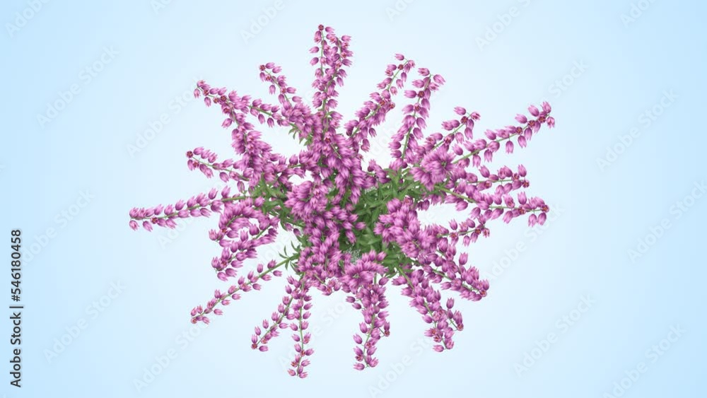 Vidéo Stock Thimble flower on a white background 3D animation ...