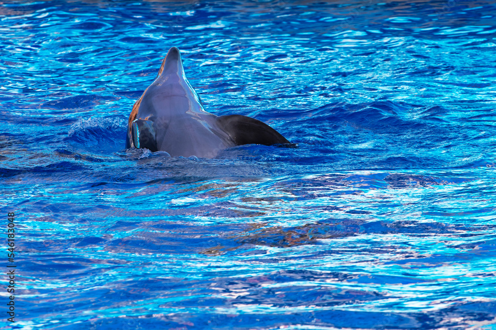 floating dolphin on its back flaps its fins in the water. Dolphin ...