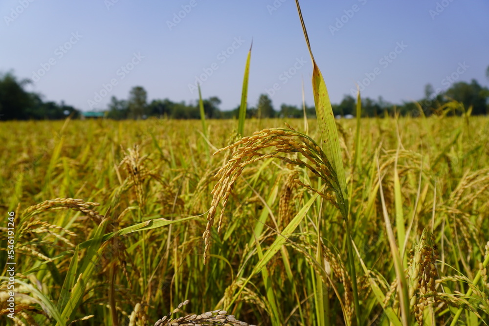 Rice field closeup. Beautiful rice field in front of Ban Gioc Waterfall ...