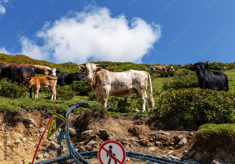 Poster Сows graze in unfavorable environmental conditions. – Wall Art ...
