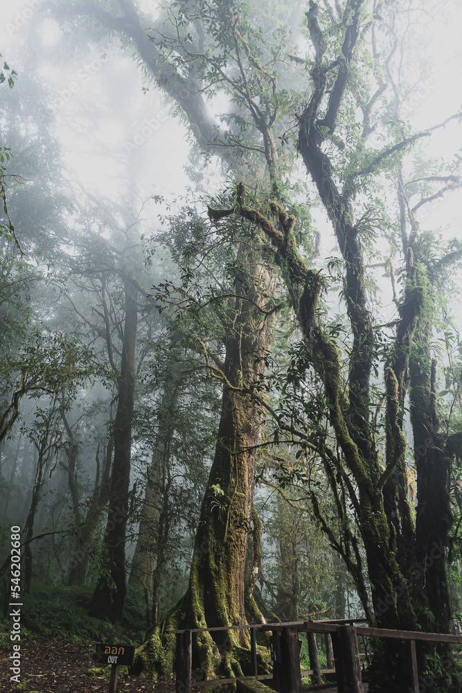 Beautiful rain forest at ang ka nature trail in doi inthanon national ...