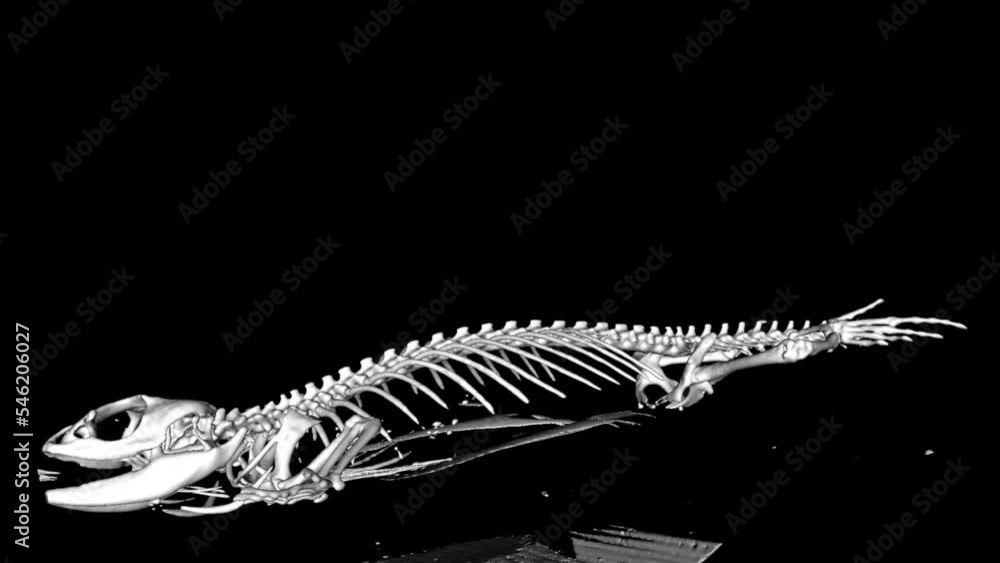 front view of black and white CT scan of a pogona vitticeps pet on a ...