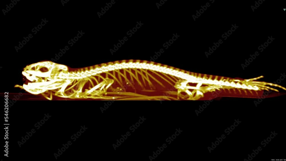 side view of black and white CT scan of a pogona vitticeps pet on a ...