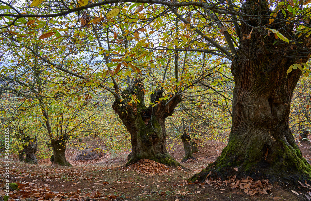Bosque de castaños milenarios en las Médulas (Castilla y León) Stock ...