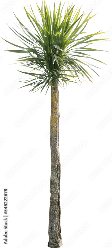 Isolated cutout of a cabbage tree on a transparent background Stock ...