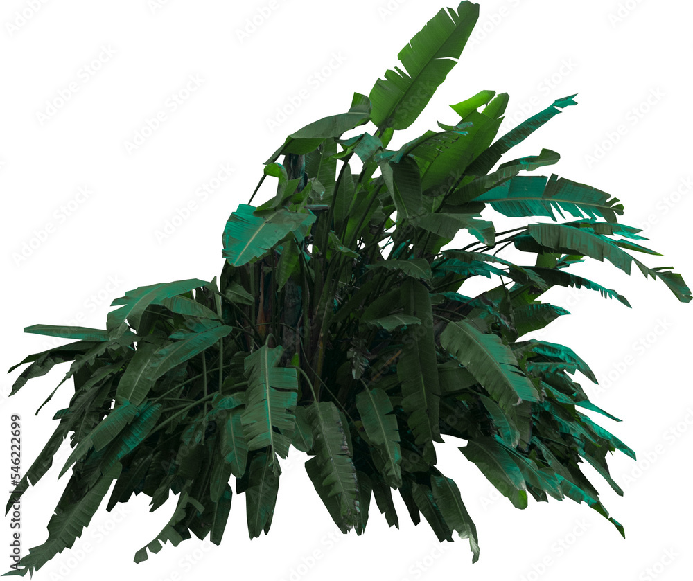 Isolated cutout of a banana tree on a transparent background Stock ...