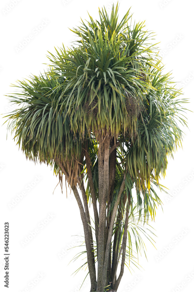 Isolated cutout of a cabbage tree on a transparent background Stock ...