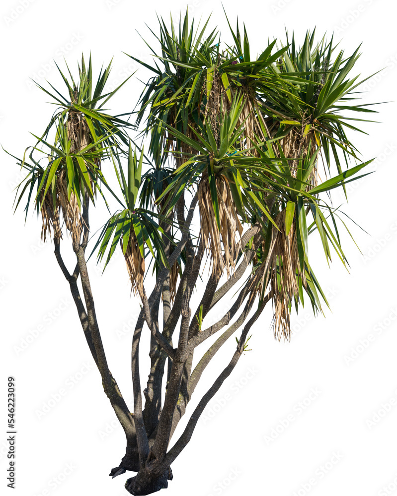 Isolated cutout of a cabbage tree on a transparent background Stock ...