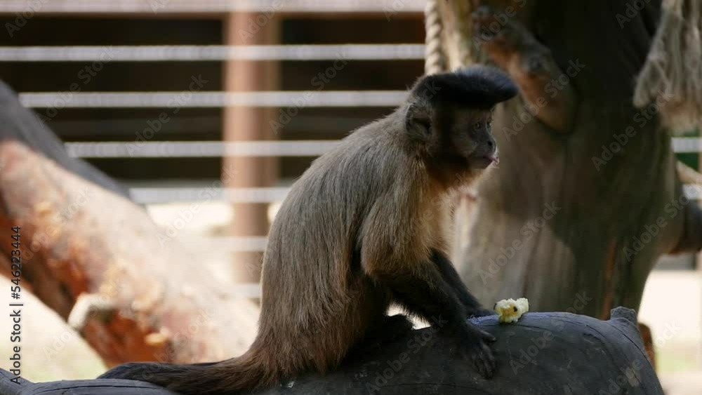 Tufted capuchin (Sapajus apella) male eating in captivity Stock Video ...