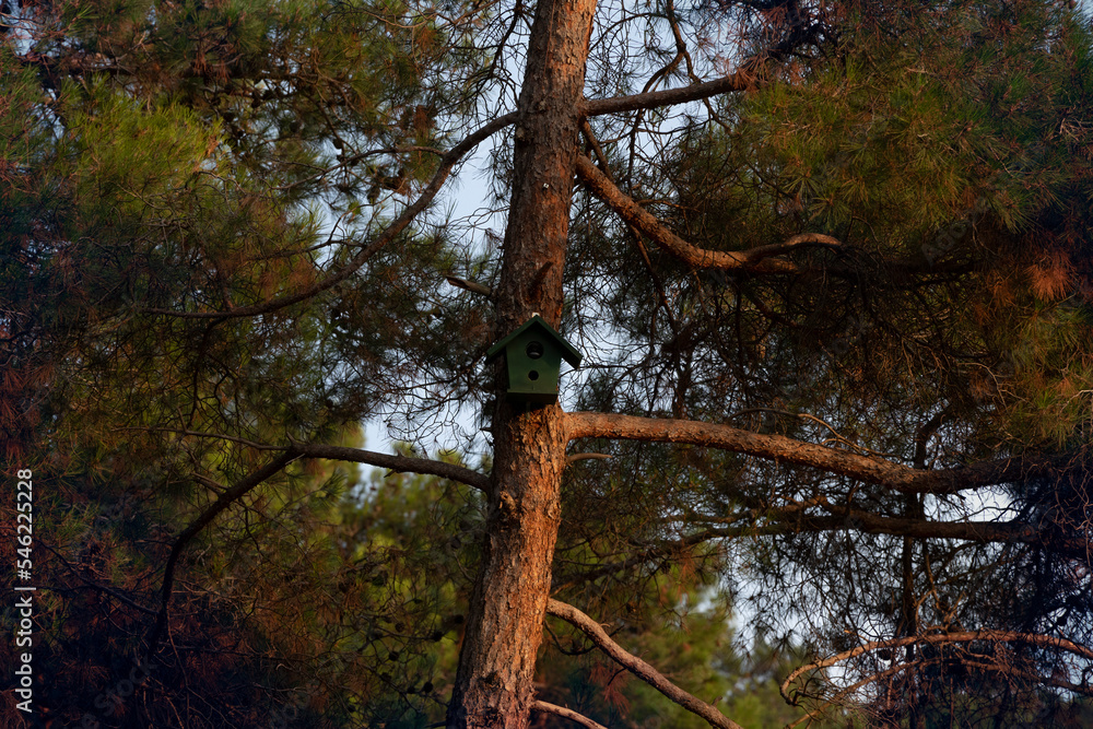 Bird house on a tree hidden cam in it. Hidden cam in forest for ...