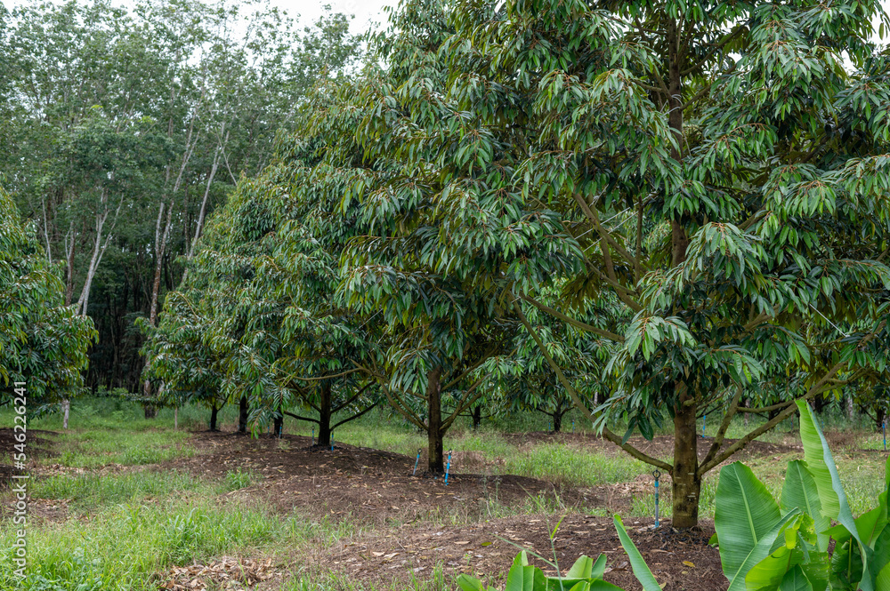 Green durian tree in the garden, agriculture in Thailand, durian ...